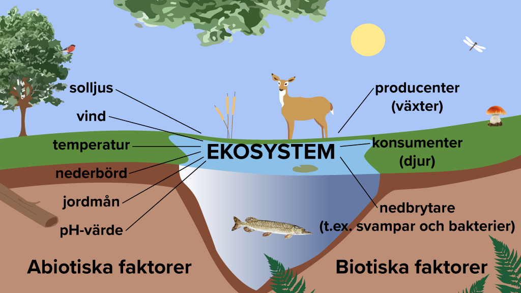 Ekologi – läromedel till lektion i biologi åk 7,8,9